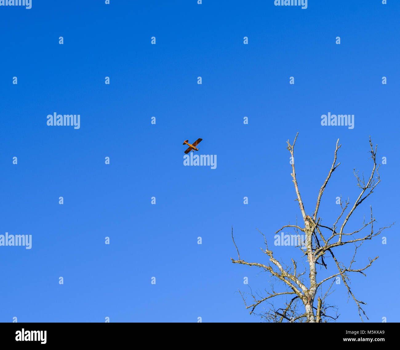 Plane flying in front of a deep blue sky in autumn, tree next to the ...