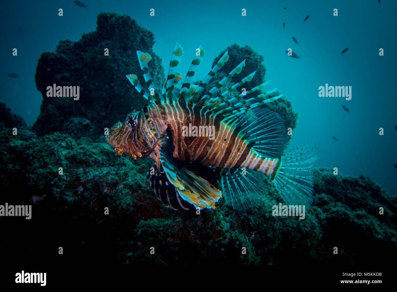 Lionfish in indian ocean maldives hi-res stock photography and images ...