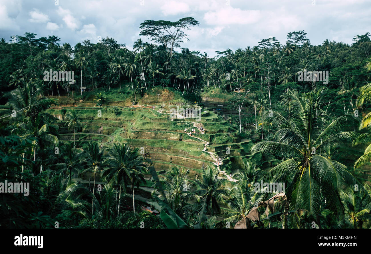 The rice paddy fields are seen among the trees in Ubud, Bali Stock ...