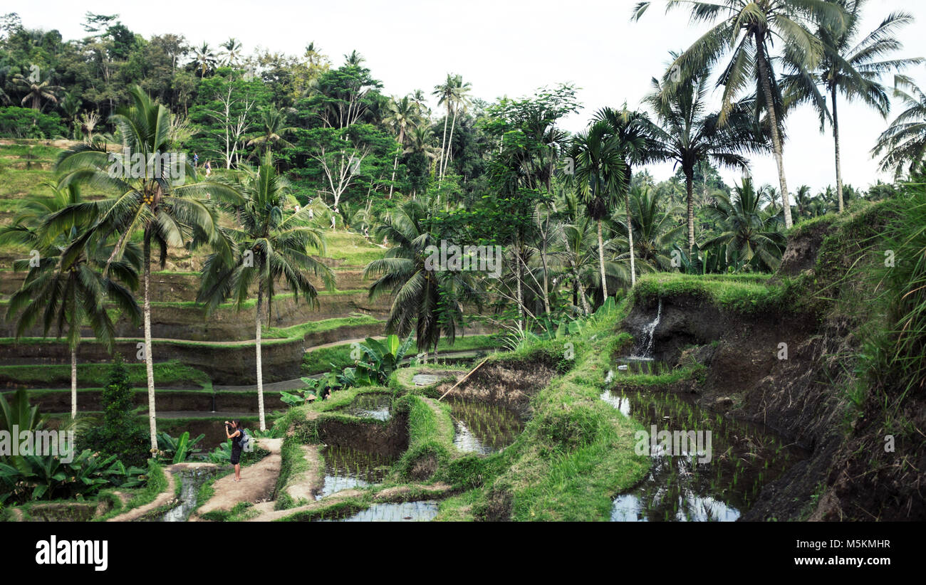 The rice paddy fields are seen among the trees in Ubud, Bali Stock ...
