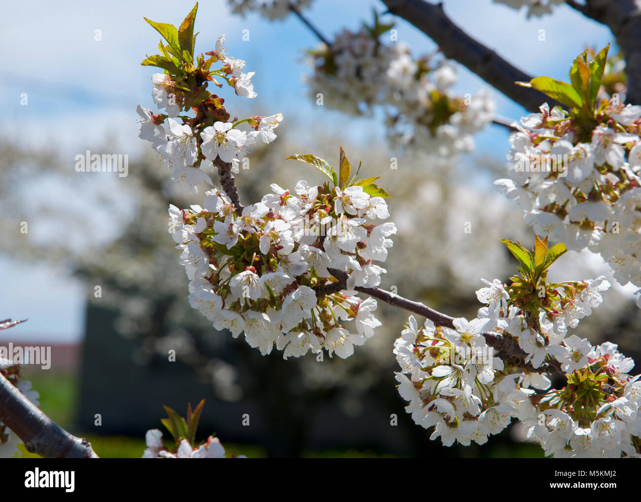 Blossom on fruit trees in orchards in Niagara on the Lake Stock Photo ...