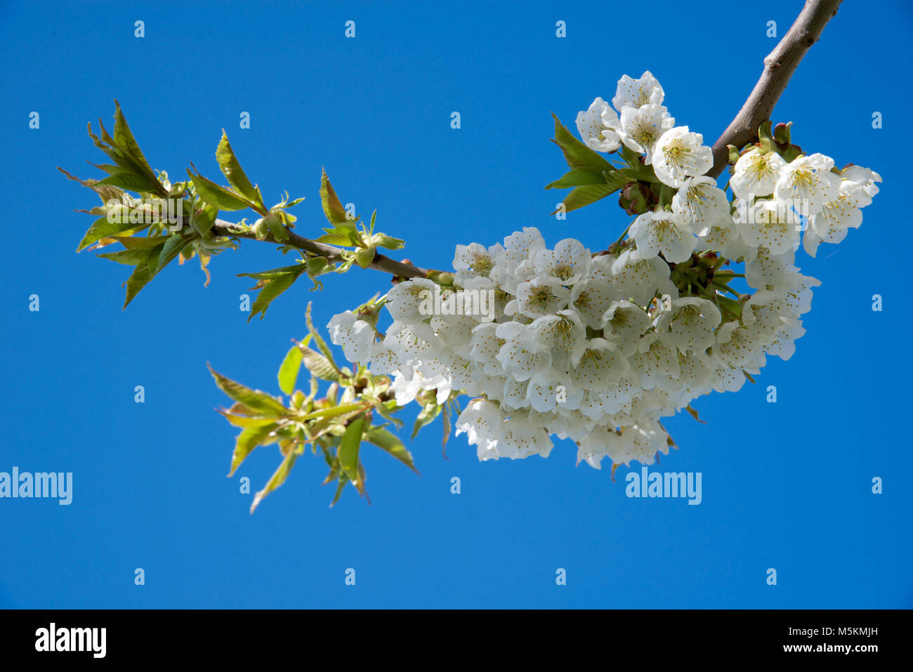 Blossom on fruit trees in orchards in Niagara on the Lake Stock Photo ...