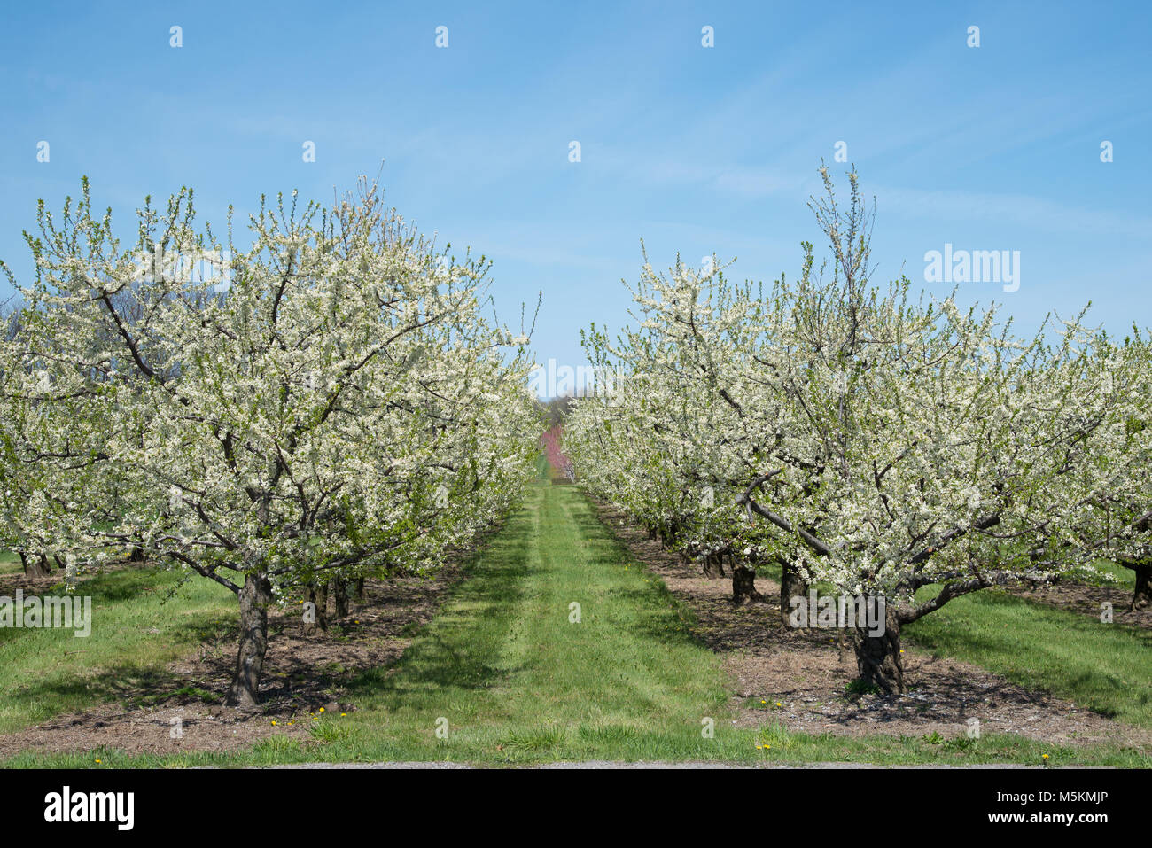 Fruit trees in blossom in an orchard in Niagara on the Lake Stock Photo ...