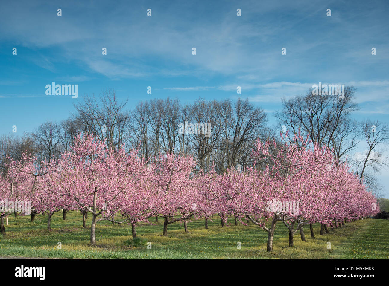 Fruit trees in blossom in an orchard in Niagara on the Lake Stock Photo ...