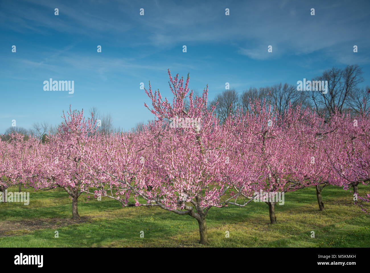 Fruit trees in blossom in an orchard in Niagara on the Lake Stock Photo ...