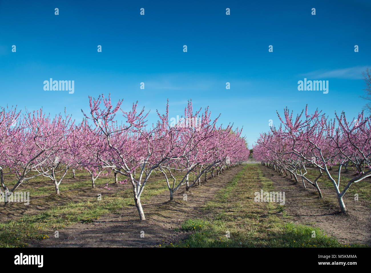 Fruit trees in blossom in an orchard in Niagara on the Lake Stock Photo ...