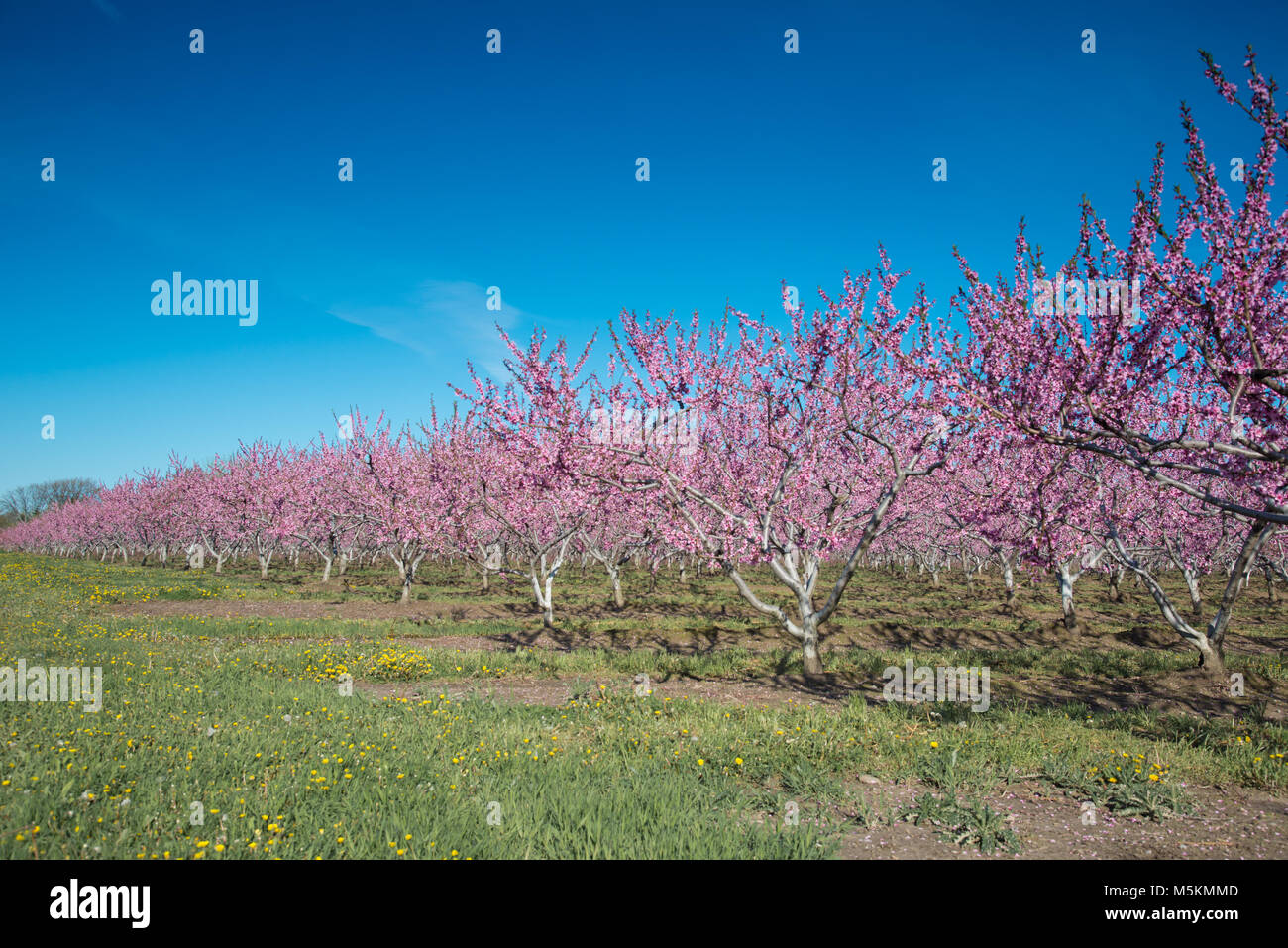 Fruit trees in blossom in an orchard in Niagara on the Lake Stock Photo ...