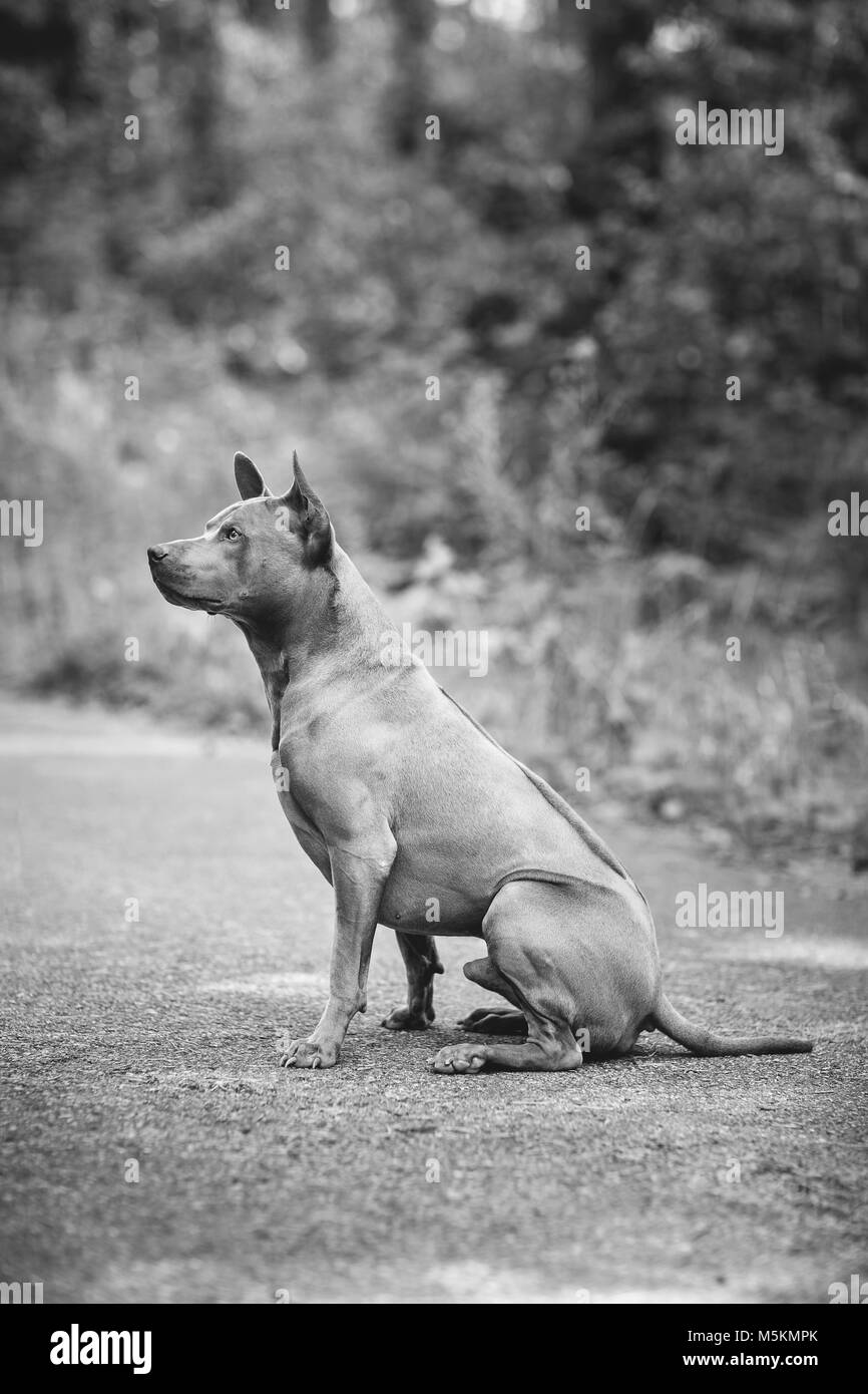 thai ridgeback dog outdoors Stock Photo - Alamy