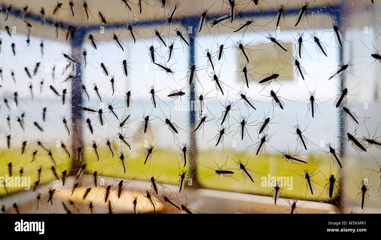 Mosquitoes swarm hi-res stock photography and images - Alamy