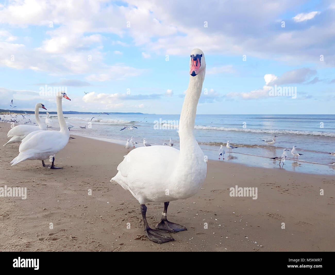 Swans pose on the beach. Seagulls in the background on the beach Stock ...