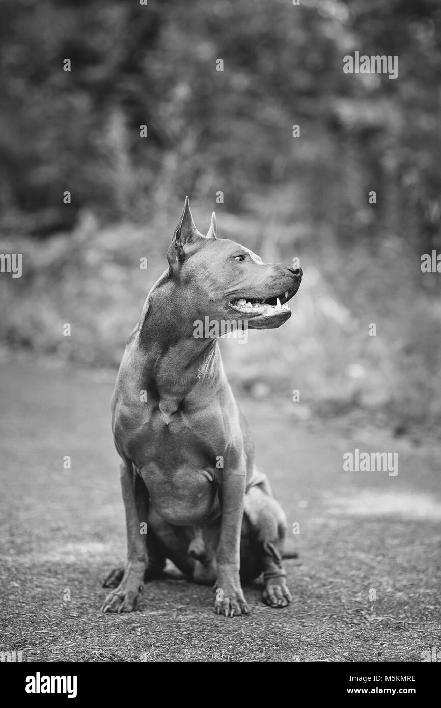 thai ridgeback dog outdoors Stock Photo - Alamy