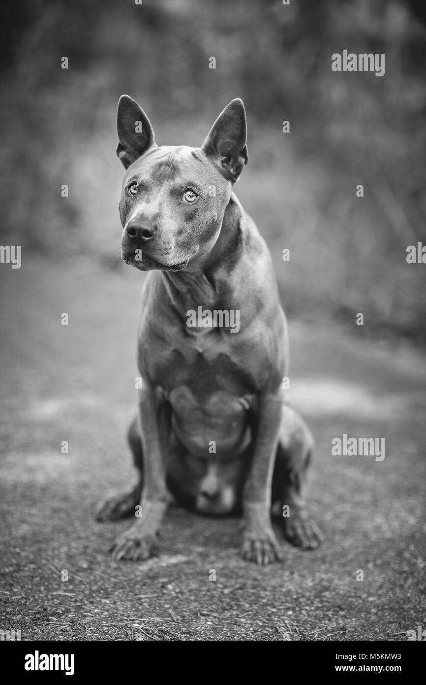 thai ridgeback dog outdoors Stock Photo - Alamy