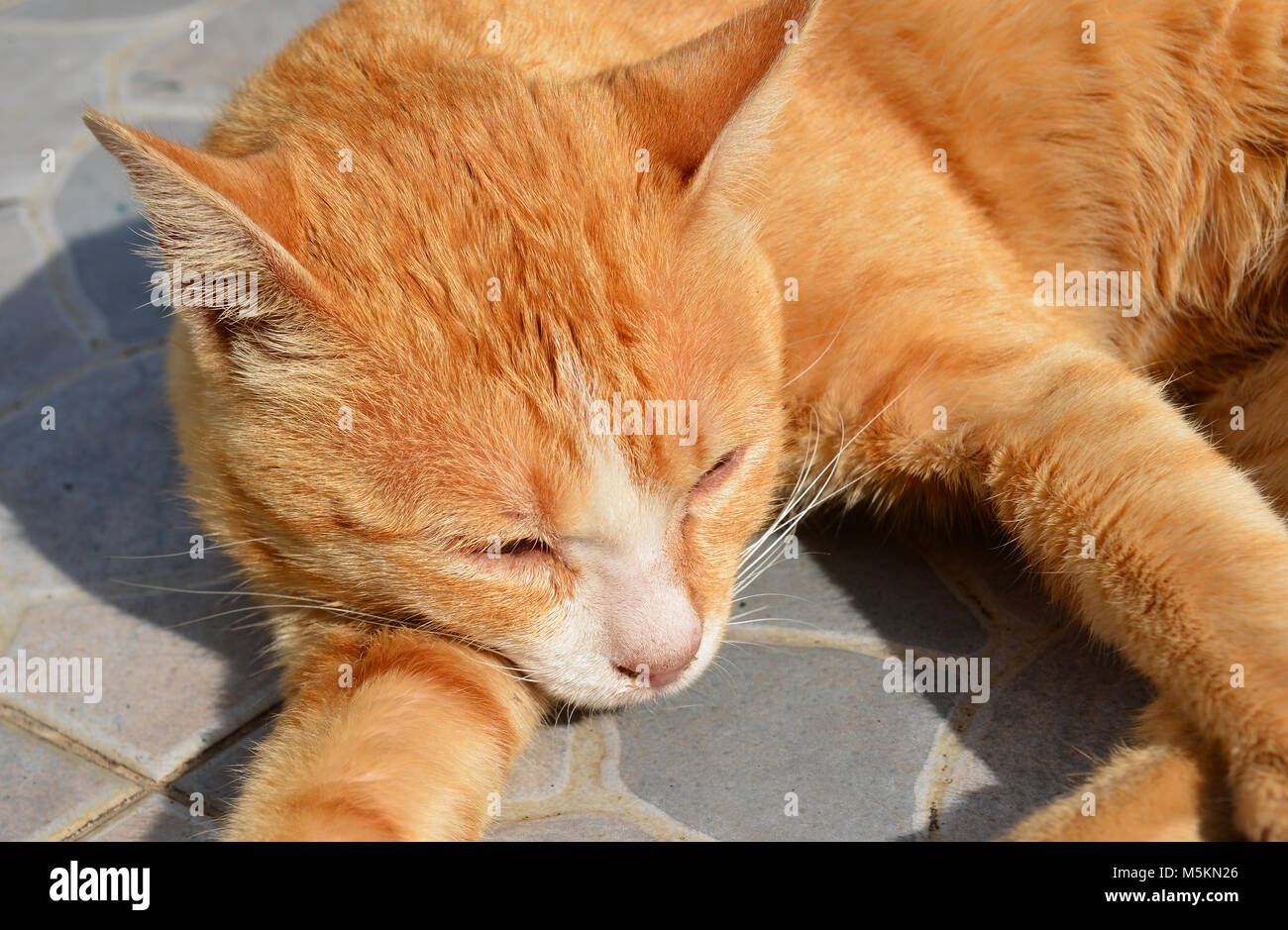 yellow orange cat relax on sun shine time Stock Photo - Alamy
