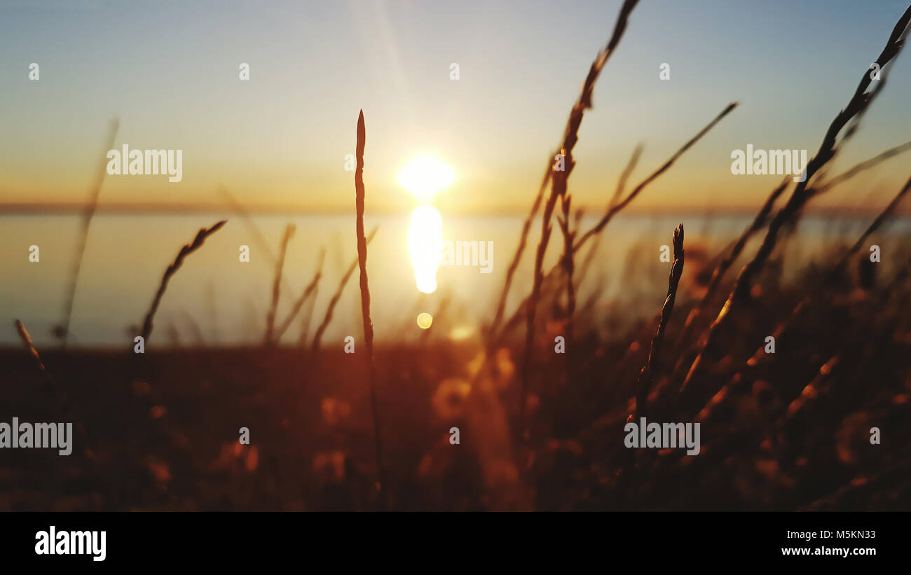 Beautiful horizontal wallpaper with grass in the sunset at the water ...