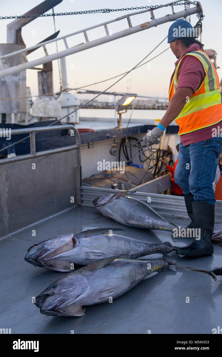 Honolulu fish auction hi-res stock photography and images - Alamy