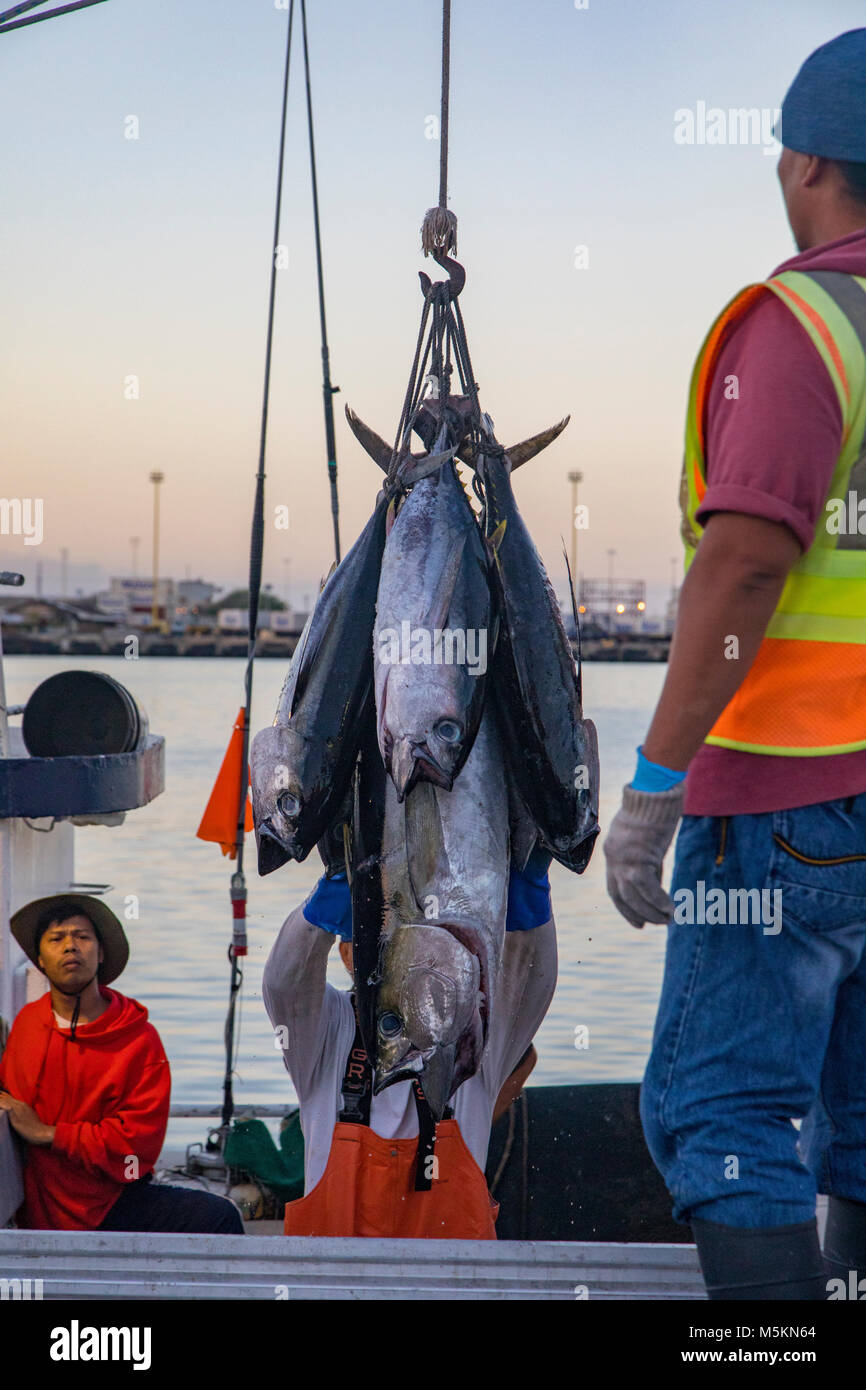 Ahi, Yellow Fin Tuna, United Fish Auction, Honolulu, Oahu, Hawaii Stock ...