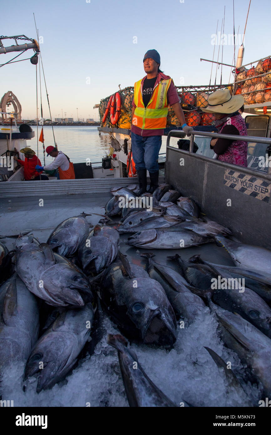 Ahi, Yellow Fin Tuna, United Fish Auction, Honolulu, Oahu, Hawaii Stock ...
