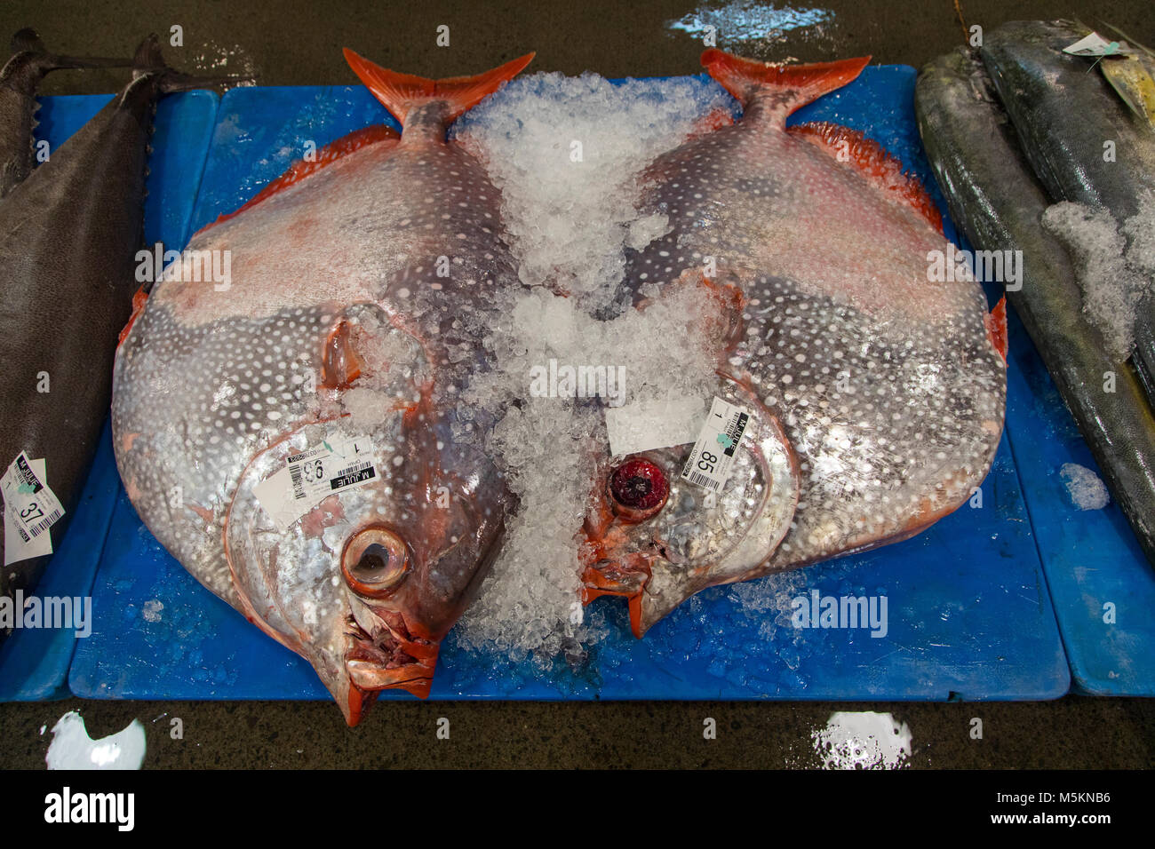Opah fish hi-res stock photography and images - Alamy