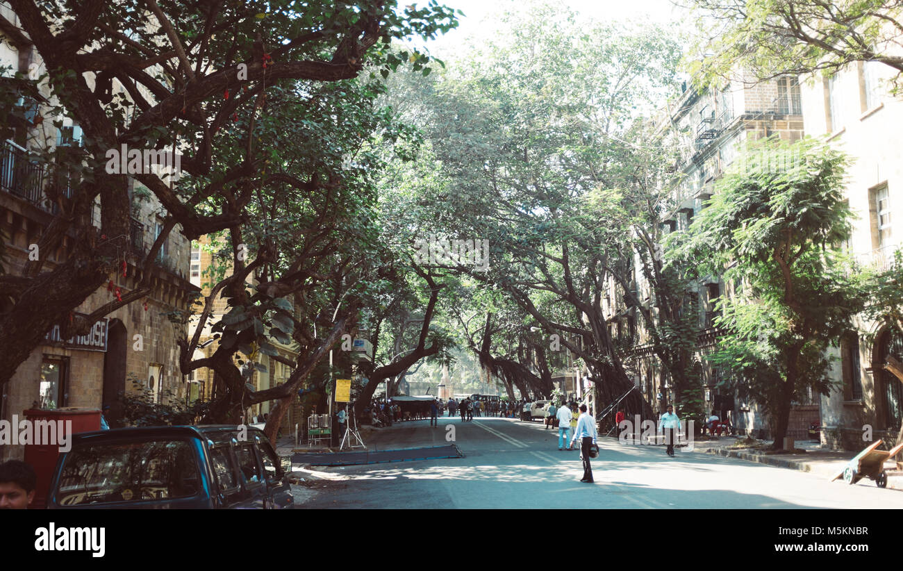 Trees cover a street in Mumbai, India Stock Photo - Alamy