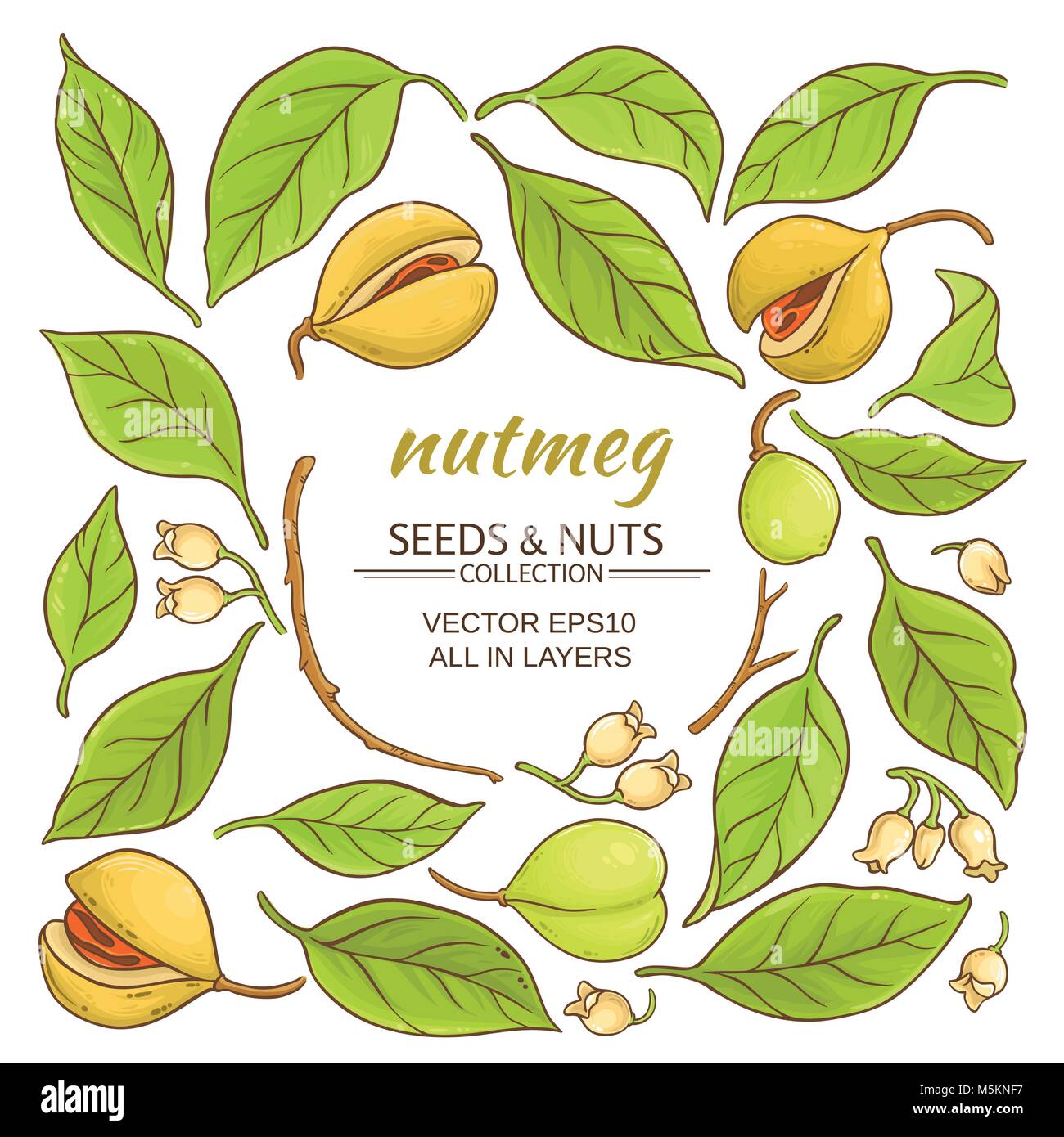 Nutmeg flower Stock Vector Images - Alamy
