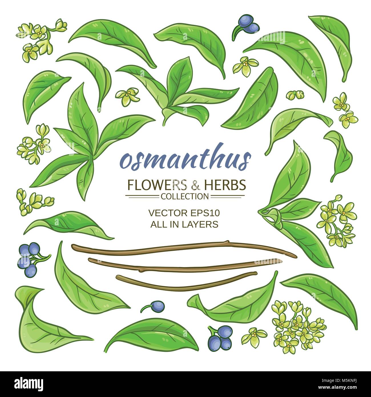 osmanthus plant elements set on white background Stock Vector Image ...