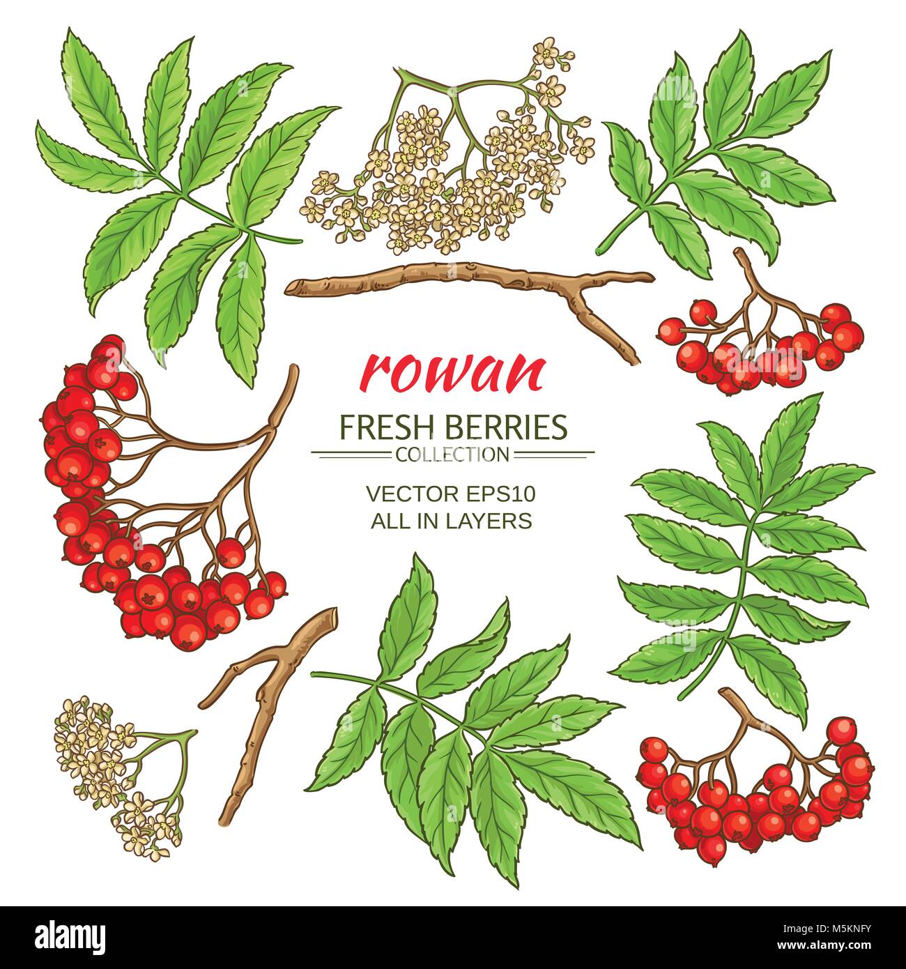 rowan plant elements set on white background Stock Vector Image & Art ...
