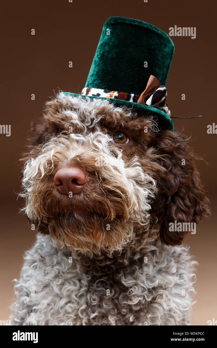 beautiful brown fluffy puppy Stock Photo - Alamy