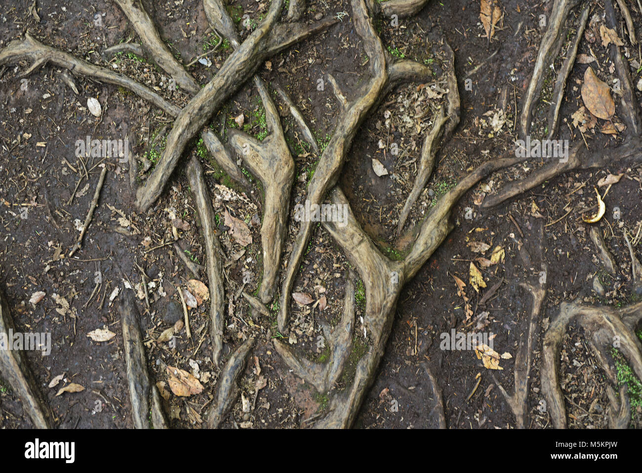 The roots of a tree in the ground. Abstract texture Stock Photo - Alamy