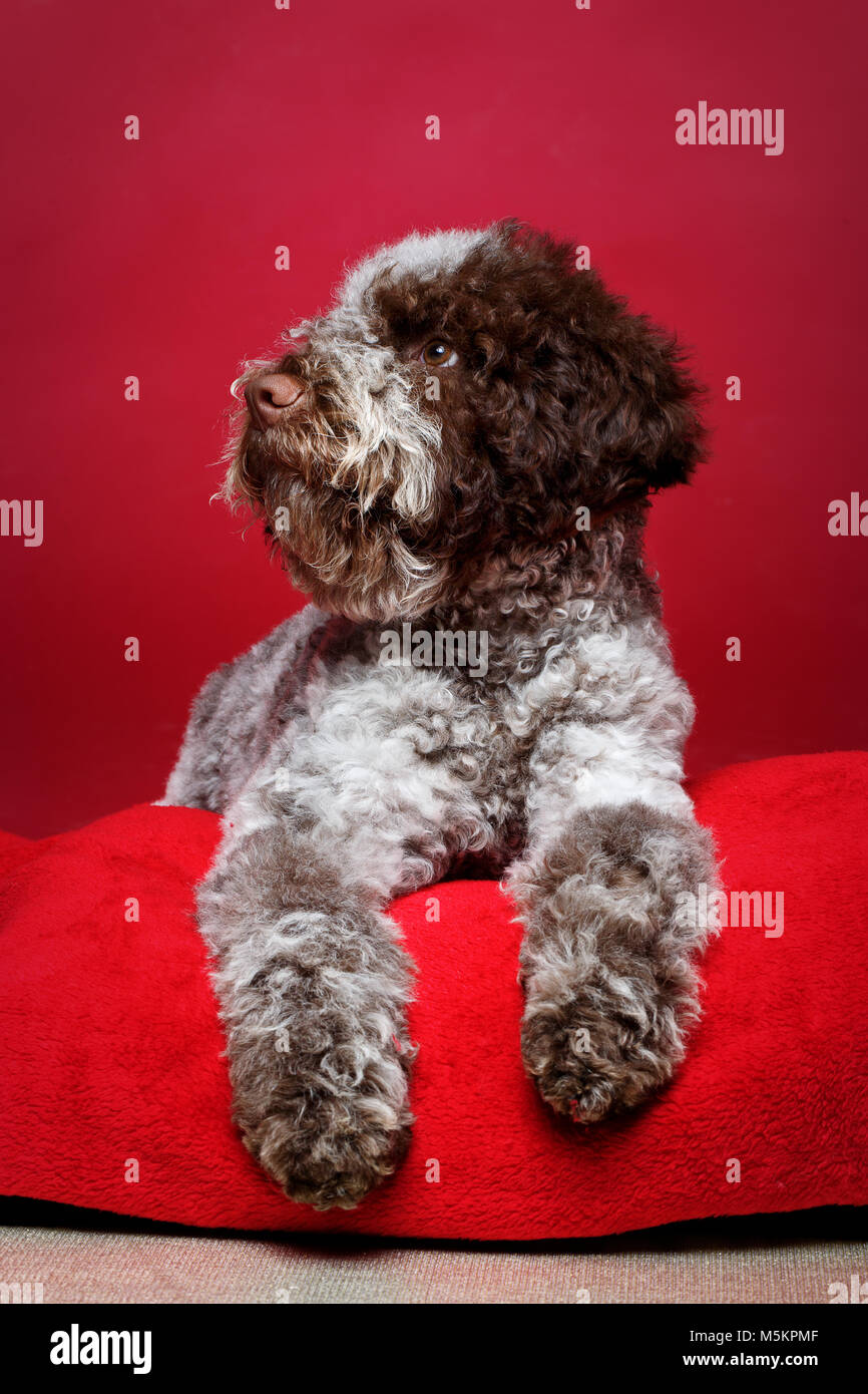 beautiful brown fluffy puppy Stock Photo - Alamy