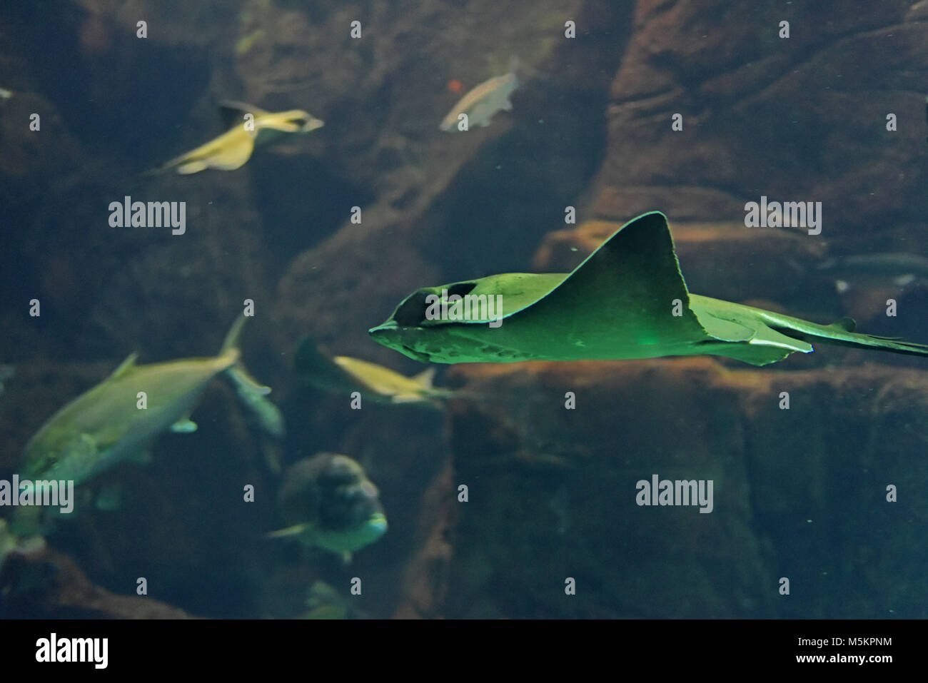 Madeira aquarium hi-res stock photography and images - Alamy