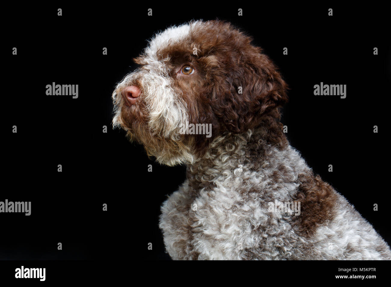 beautiful brown fluffy puppy Stock Photo - Alamy