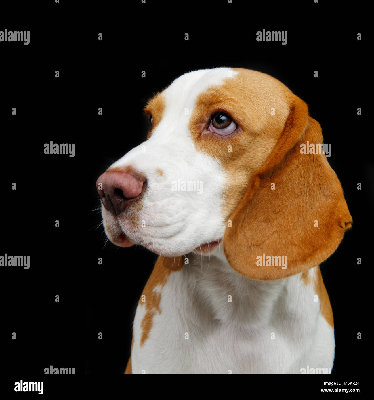 beautiful beagle dog Stock Photo - Alamy