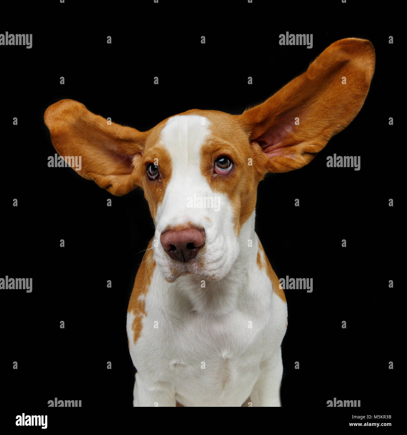 beautiful beagle dog Stock Photo - Alamy