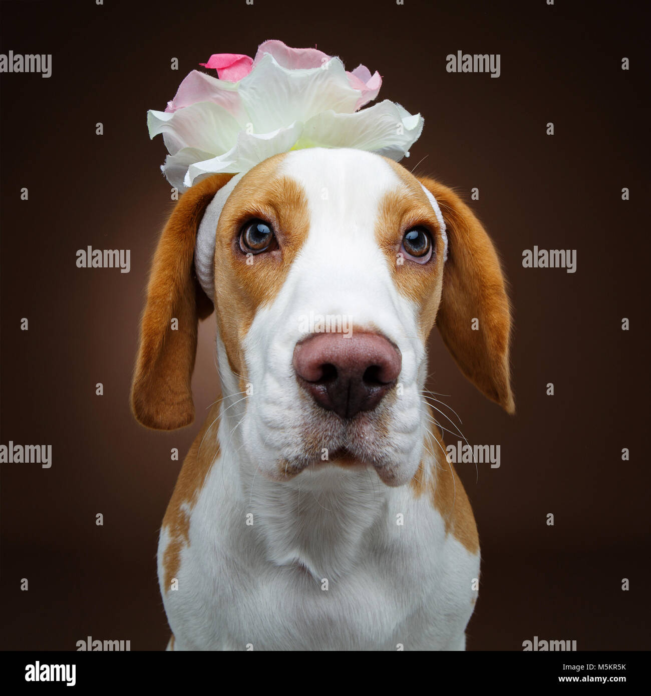 Maymo The Lemon Beagle