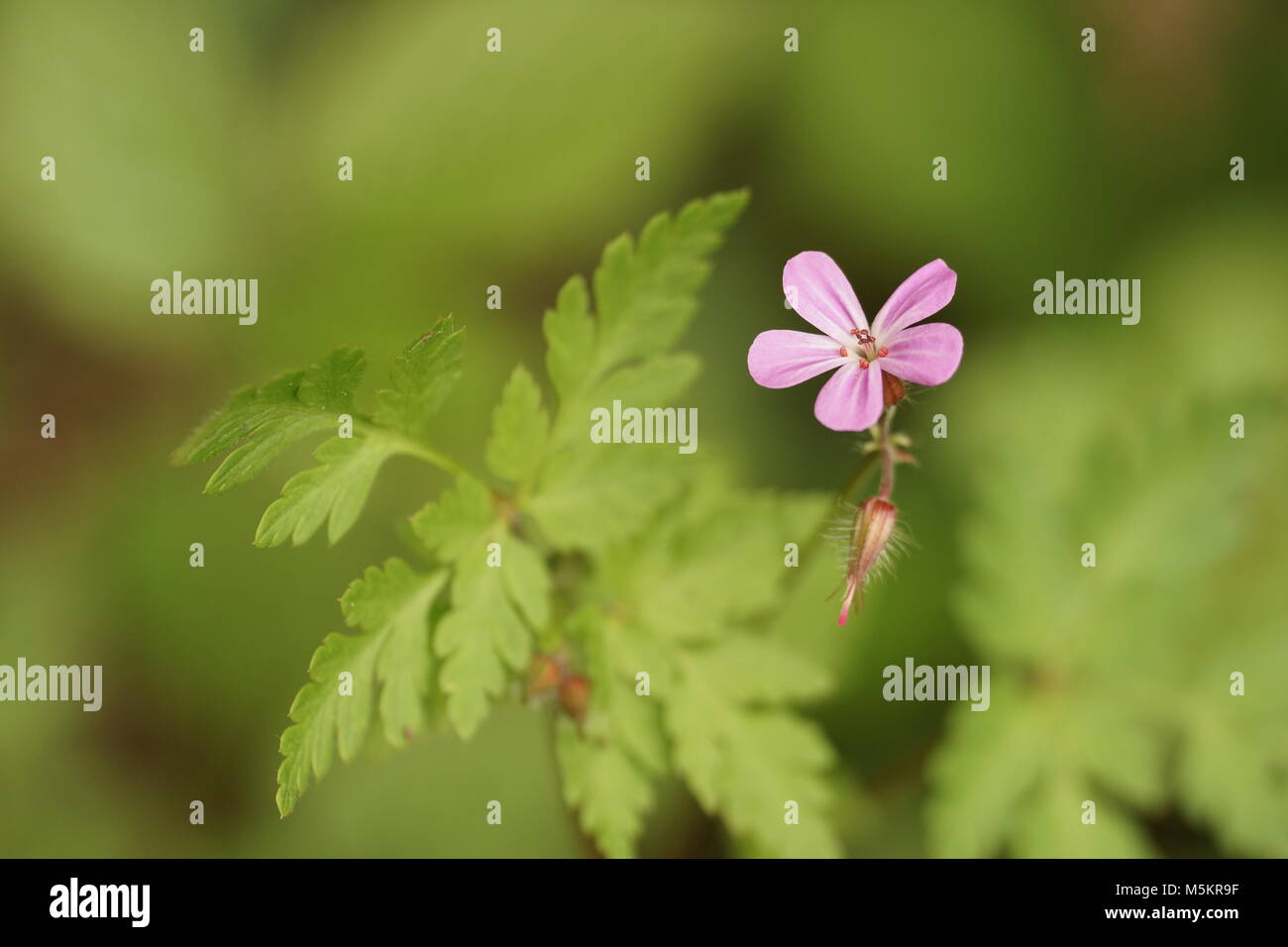 Herb robert uk plant hi-res stock photography and images - Alamy