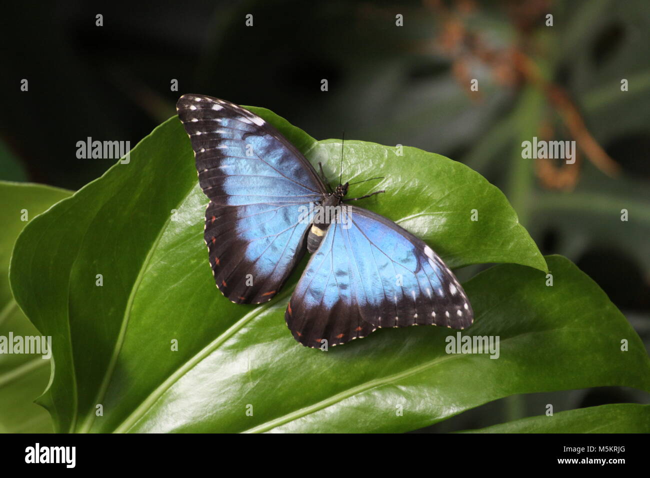 Blue Morpho butterfly Stock Photo - Alamy