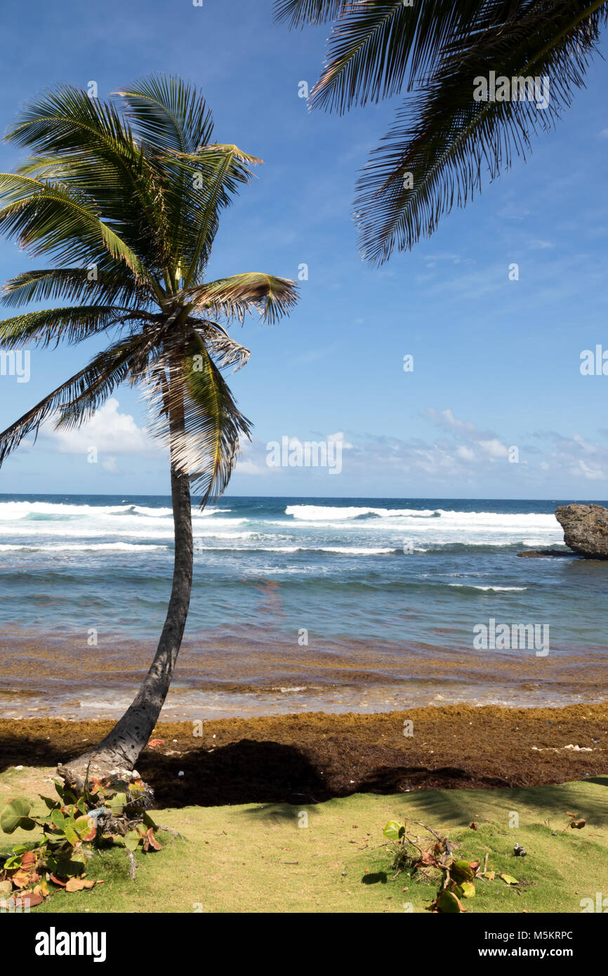 Bathsheba beach on Barbados Stock Photo - Alamy