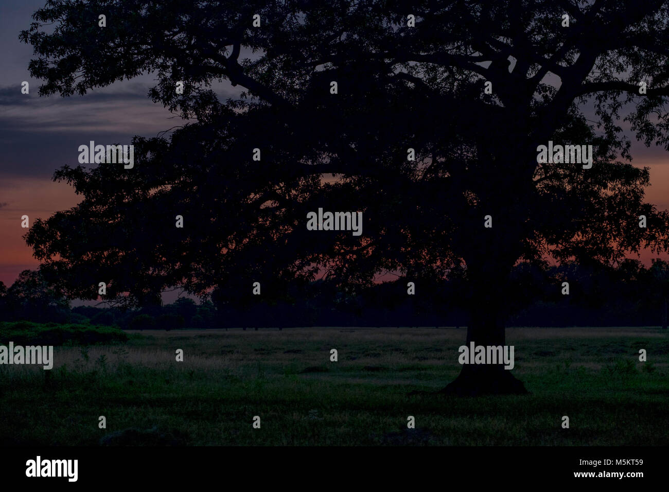 a tree at dusk Stock Photo - Alamy