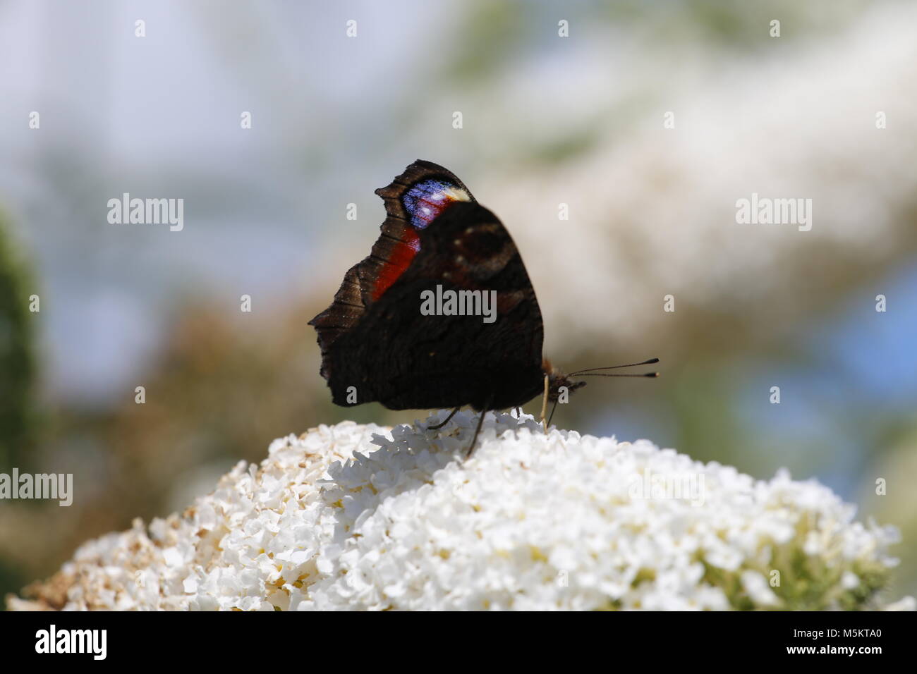 European peacock a beautiful colorful butterfly Stock Photo - Alamy