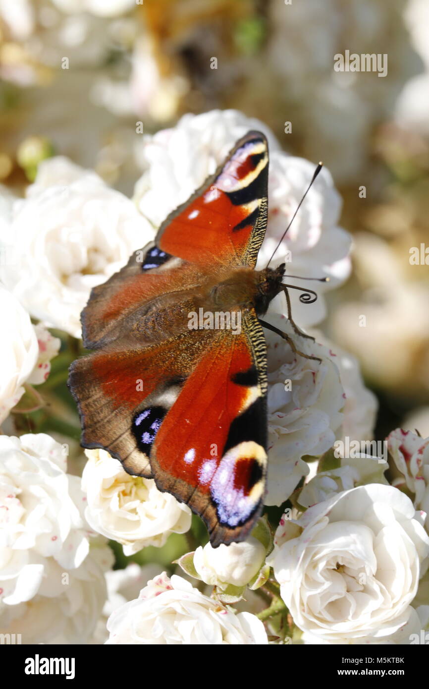 European peacock a beautiful colorful butterfly Stock Photo - Alamy