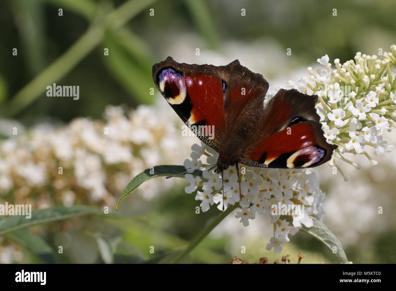 European peacock a beautiful colorful butterfly Stock Photo - Alamy