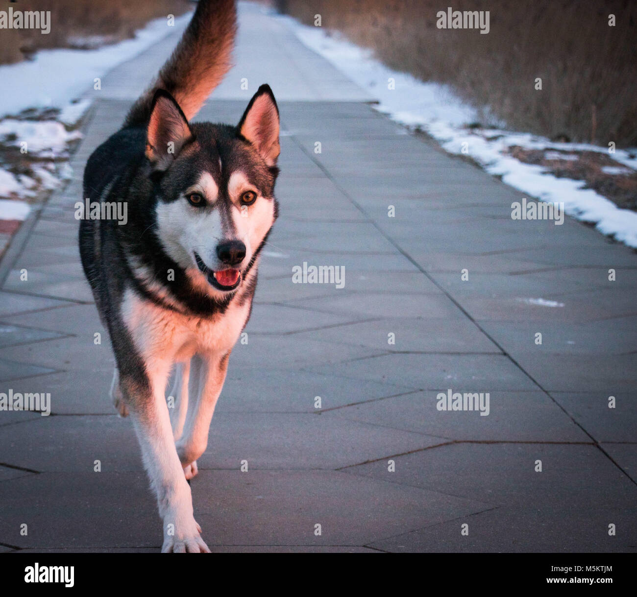 husky dog running early morning at frozen, winter day at sun rays Stock ...