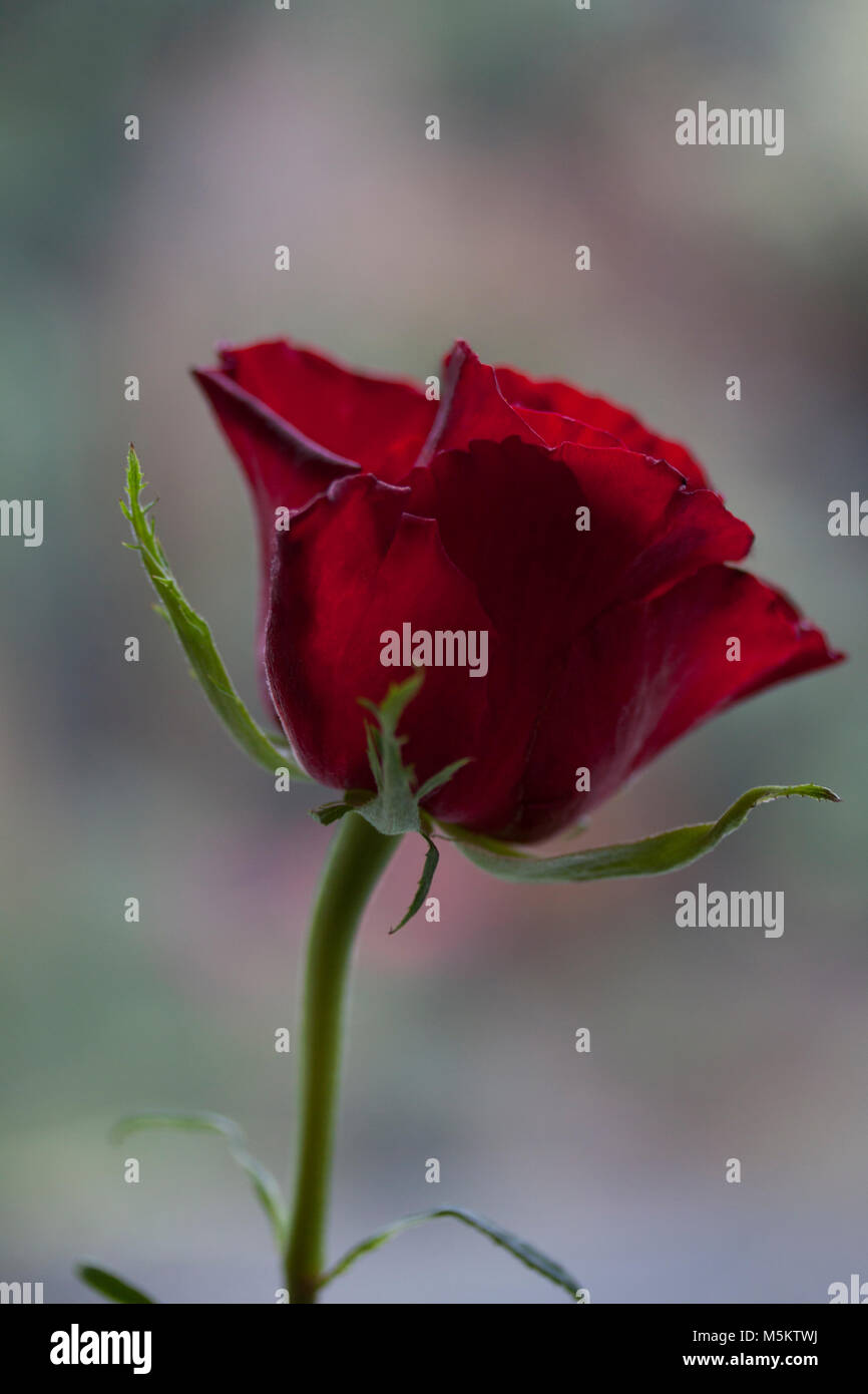 Single bloom shrub rose hi-res stock photography and images - Alamy