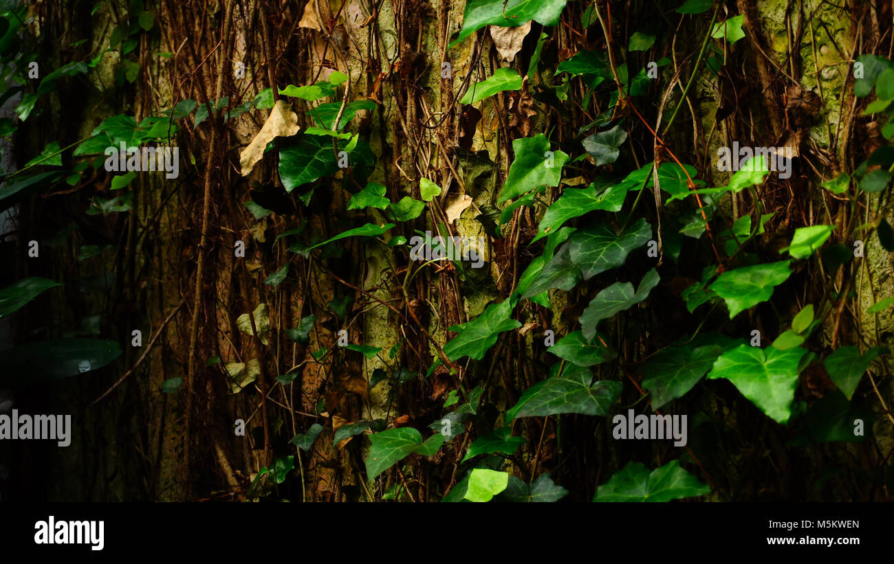 Small leaves grow on thin stalk, close-up photography Stock Photo - Alamy