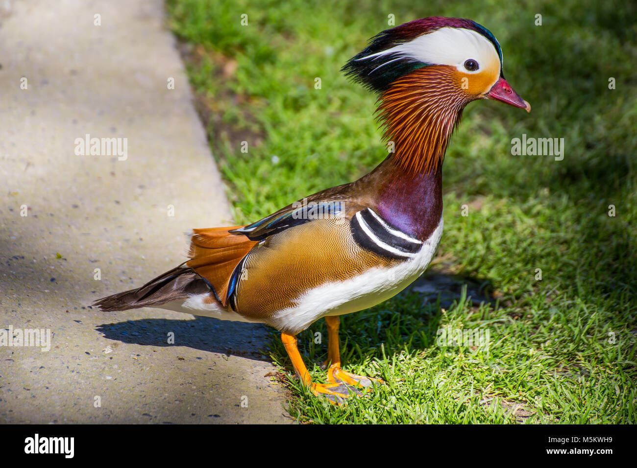 Mandarin duck portrait Stock Photo - Alamy