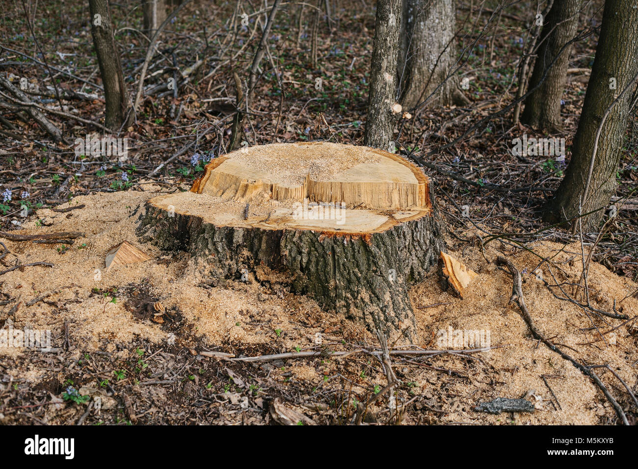 Illegal felling of trees in the forest. Ecology Stock Photo - Alamy