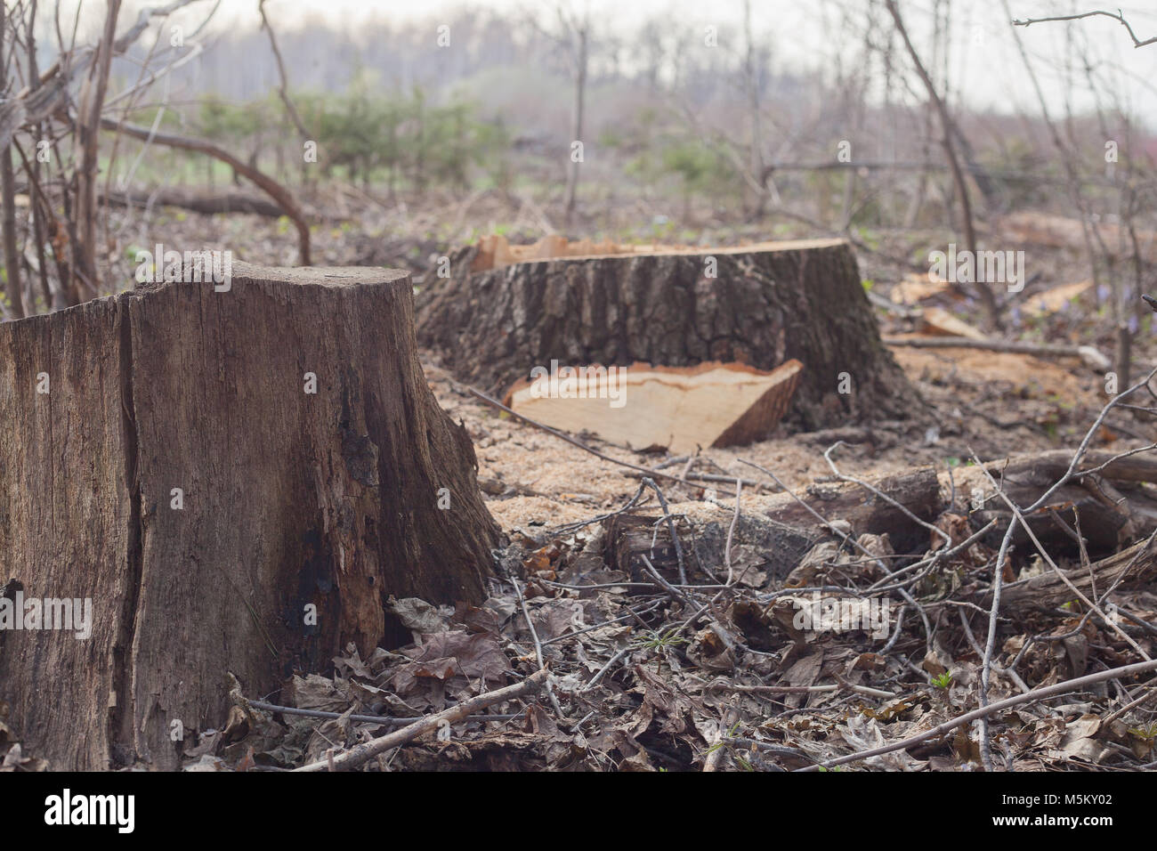 Illegal felling of trees in the forest. Ecology Stock Photo - Alamy