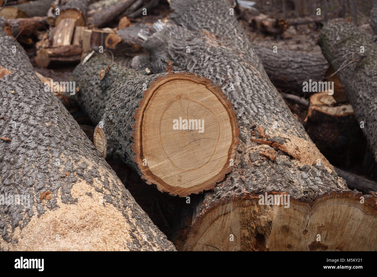 Illegal felling of trees in the forest. Ecology Stock Photo - Alamy