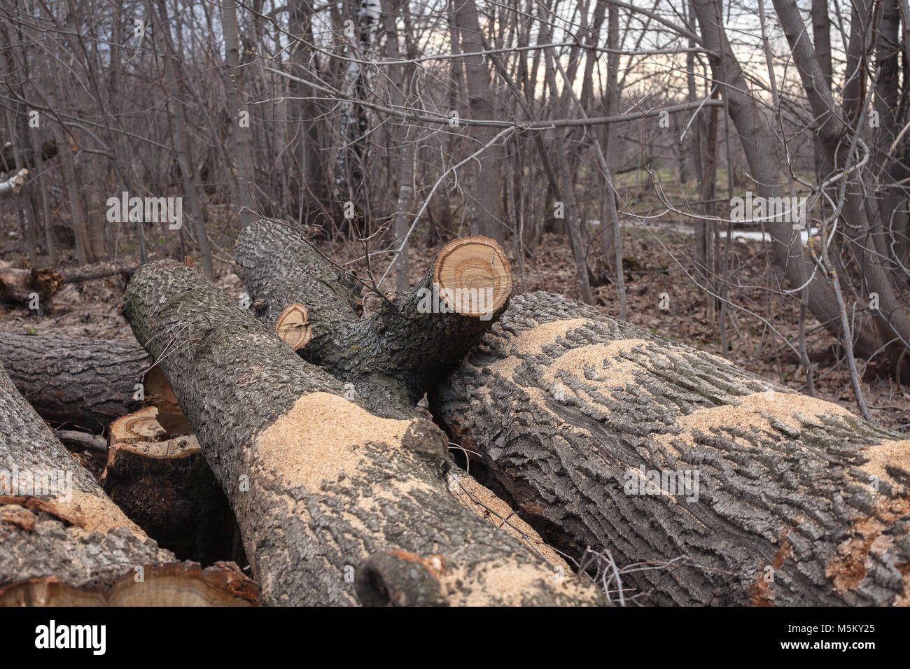 Illegal felling of trees in the forest. Ecology Stock Photo - Alamy