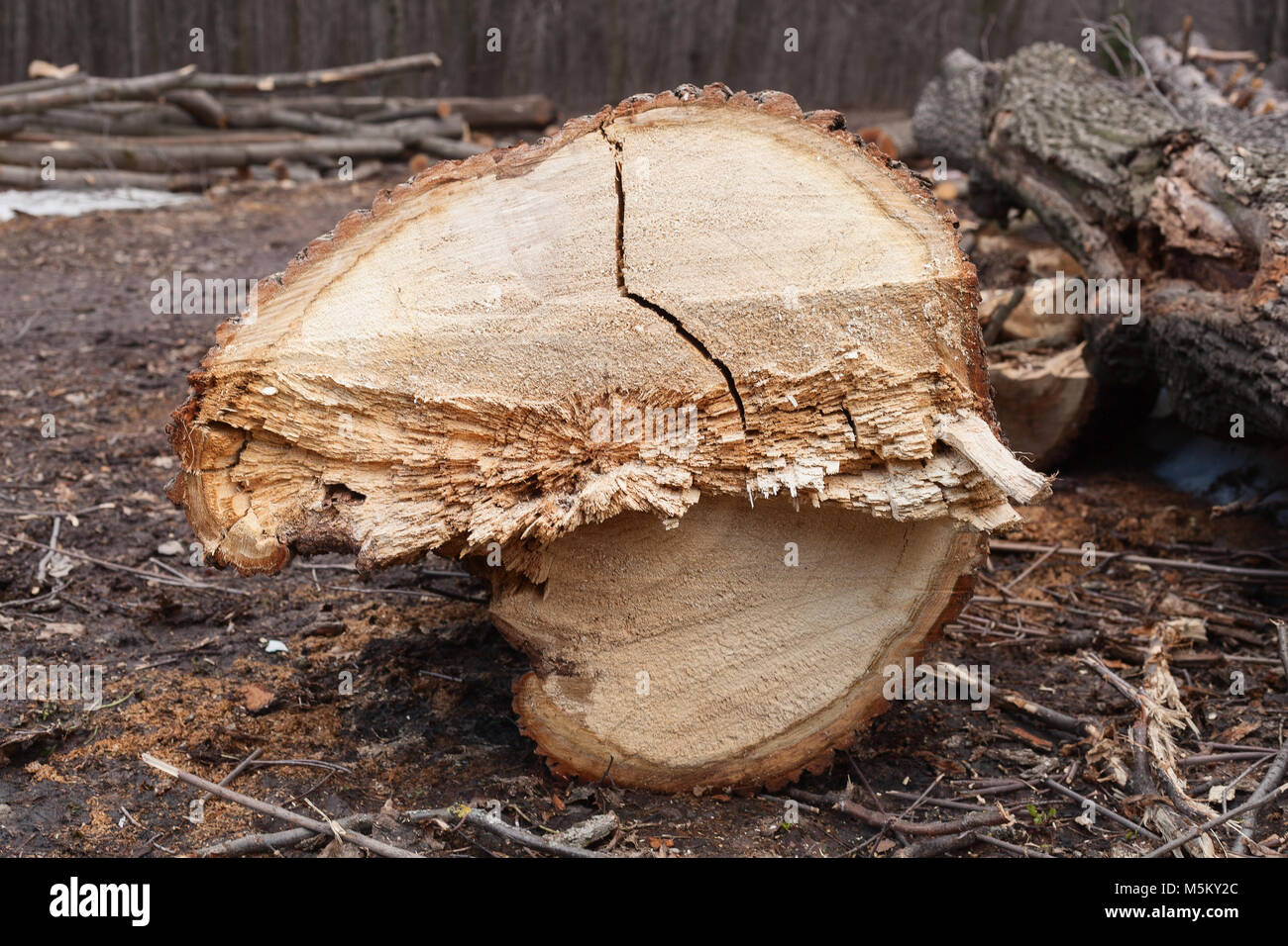 Illegal felling of trees in the forest. Ecology Stock Photo - Alamy